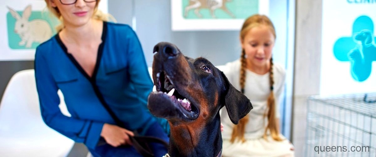 The 5 Best Dog Daycare Centers in Queens